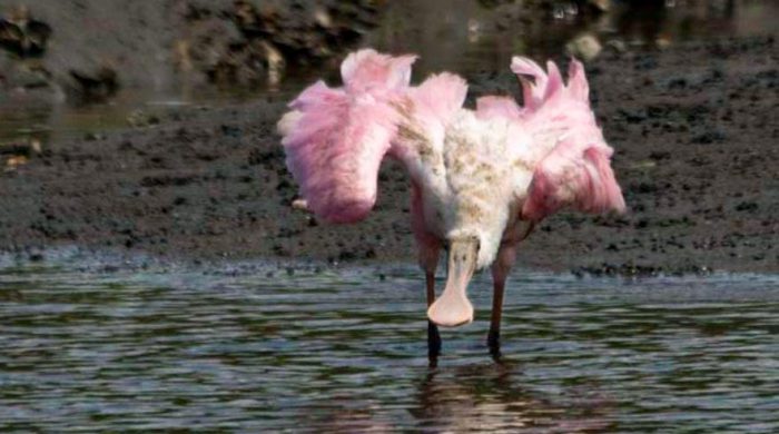 The Roseate Spoonbill – A Beautiful Oddity - Amelia River Cruises
